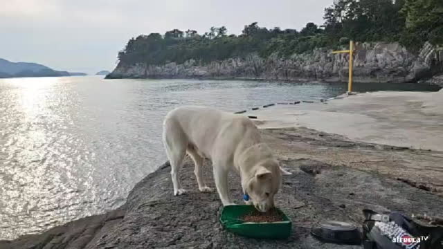 [클립]개쿠루와 슬기론 유배생활 5-1 | SOOP VOD