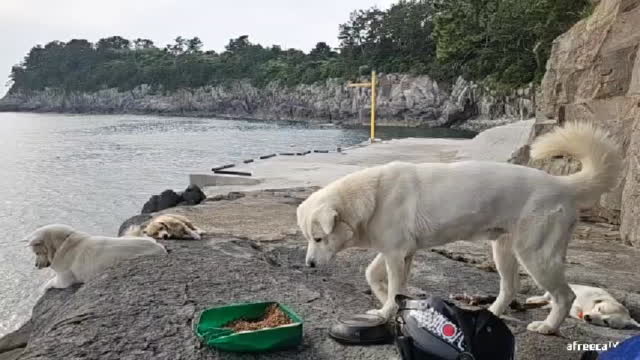 [클립]개쿠루와 슬기론 유배생활 5-1 | SOOP VOD