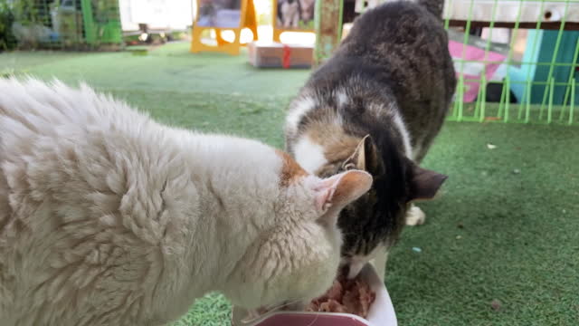 [클립]전투적으로 먹는 이설기 동지, 내래 동칠이도 먹게 해달라옹~? | SOOP VOD