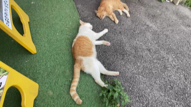 [클립]졸린 공자 | SOOP VOD