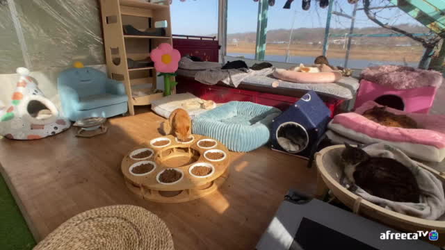 [클립]낭만고양이 | SOOP VOD