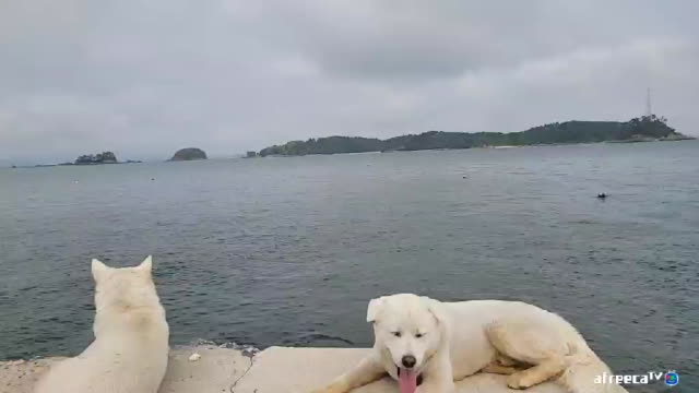 [클립]간그릴스법칙6 | SOOP VOD