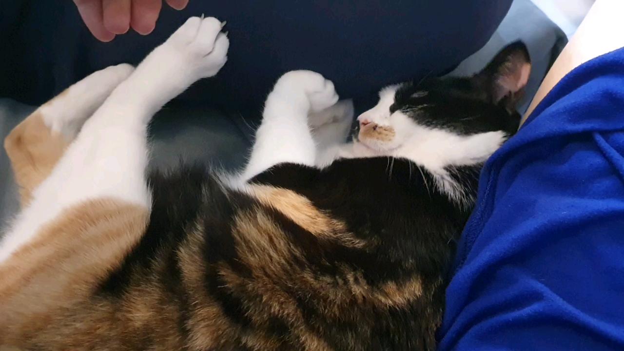 엄마아빠 사이에서 잠투정하는 치타😘 | SOOP VOD