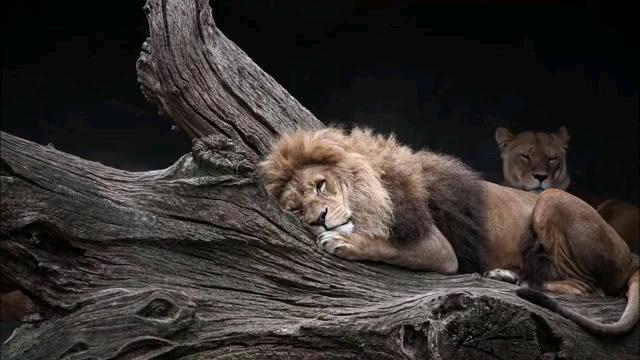 The lions sleeps tonight - Robert John | SOOP VOD