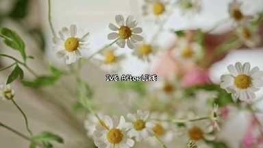 # After like IVE 188 | SOOP VOD